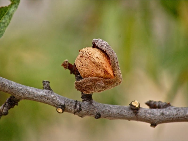 ¿Se puede sembrar una almendra? - Jardinería - Todoexpertos.com