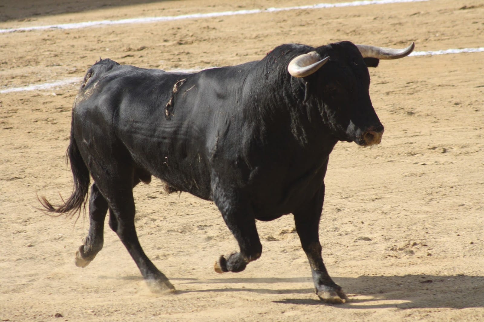 Rabo, apéndice, oreja... Etc - Tauromaquia - Todoexpertos.com