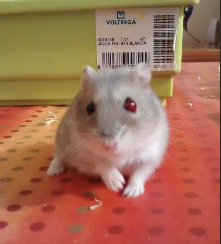 Mi hamster tine una hemorragia en el ojo? - Veterinaria - Todoexpertos.com