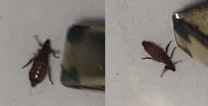 Encontré un bicho en el pelaje de mi perrito - Perros - Todoexpertos.com