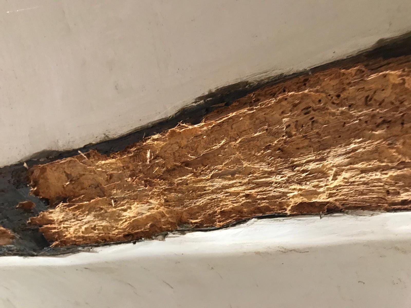 ¿Cuáles son los siguientes pasos a realizar en estas vigas carcomidas ...