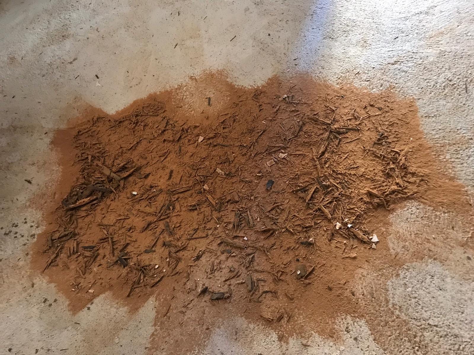 ¿Cuáles son los siguientes pasos a realizar en estas vigas carcomidas ...